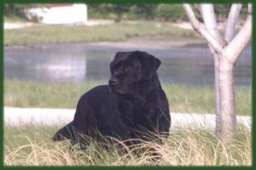 Lobuff History - Males