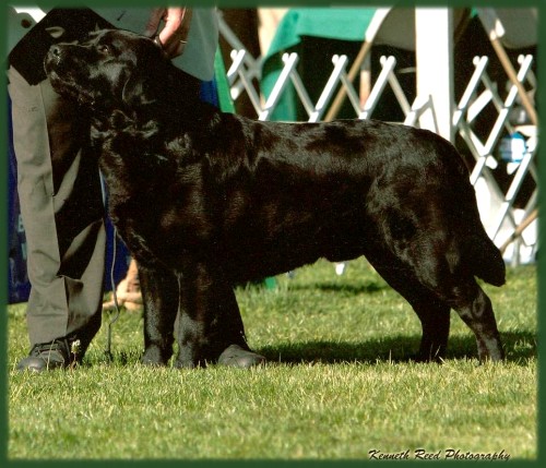 Ch Lobuff Hollyridge Osprey