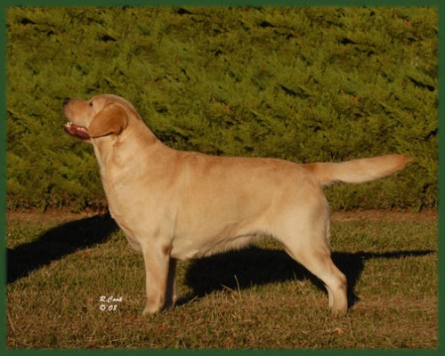 Gr Ch Hollyridge Lobuff Tupence