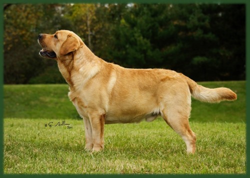 Bellwhether Thunderbird Via Lobuff