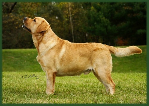 Bellwhether Thunderbird Via Lobuff